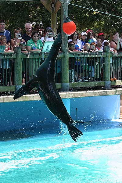 Jumping sea lions and prefocusing » Nutt.net