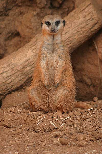 Smile Timon! » Nutt.net